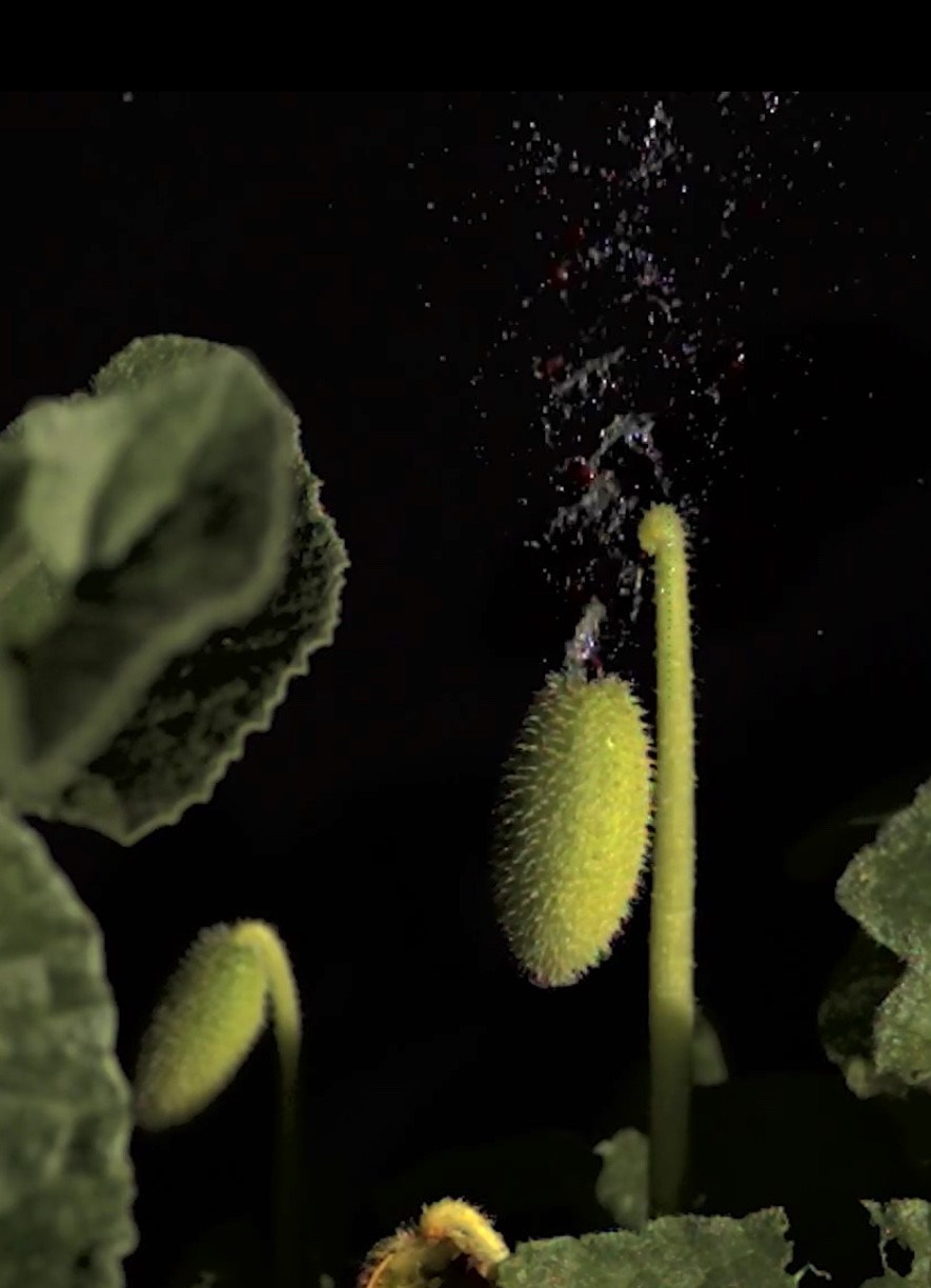 Die on the Vine? Explode on the Vine! | PBR